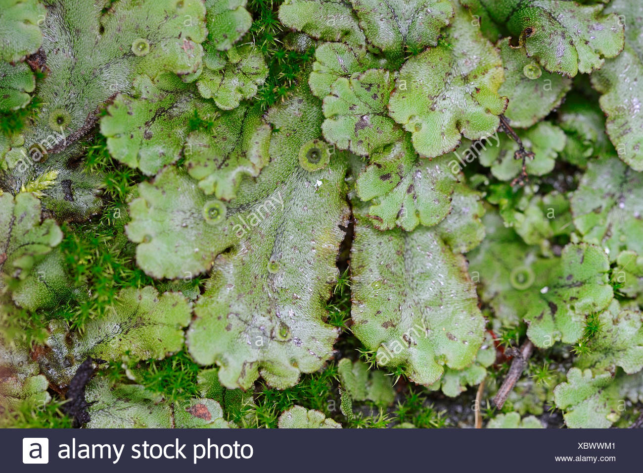Liverwort (marchantia Polymorpha) High Resolution Stock Photography and ...