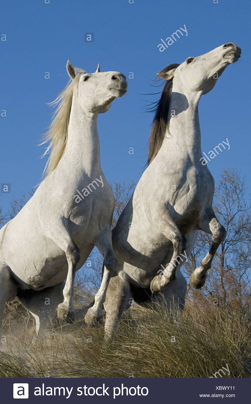 Rearing Horses Stock Photos & Rearing Horses Stock Images - Alamy