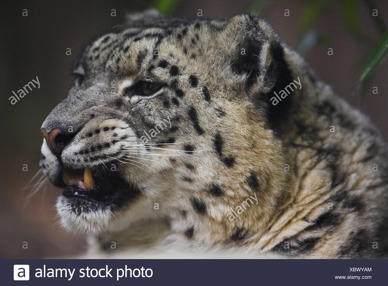 Snow Leopard Side View Stock Photos & Snow Leopard Side View Stock Images - Alamy