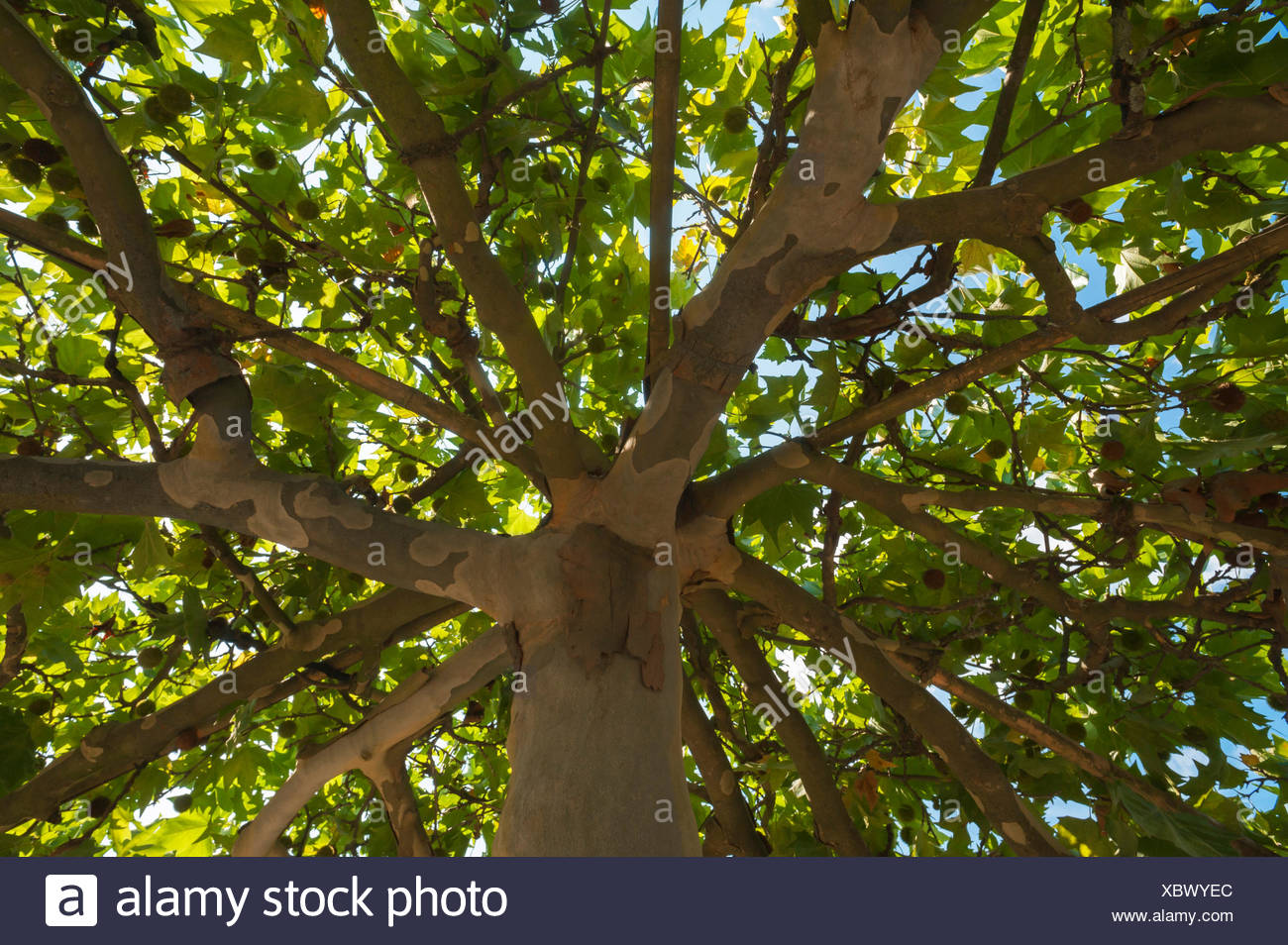 American Plane Tree High Resolution Stock Photography and Images - Alamy