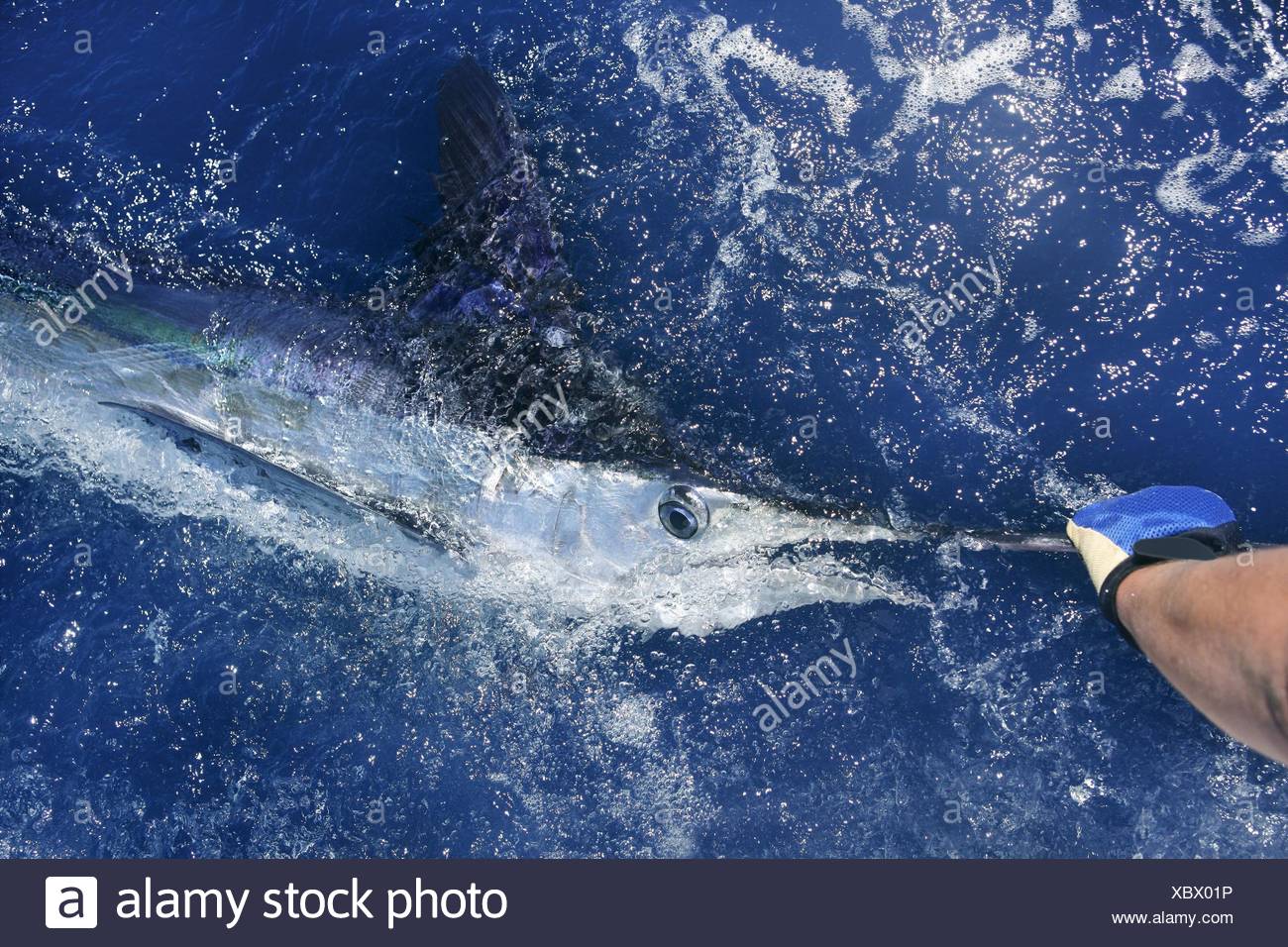 Marlin Fish On White High Resolution Stock Photography and Images - Alamy