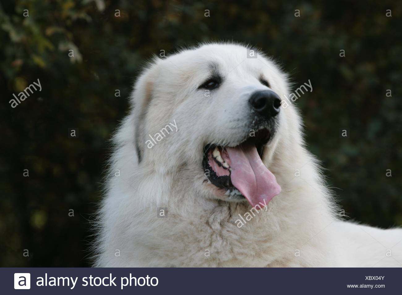 Pyrenean Mountain Dogs High Resolution Stock Photography and Images - Alamy