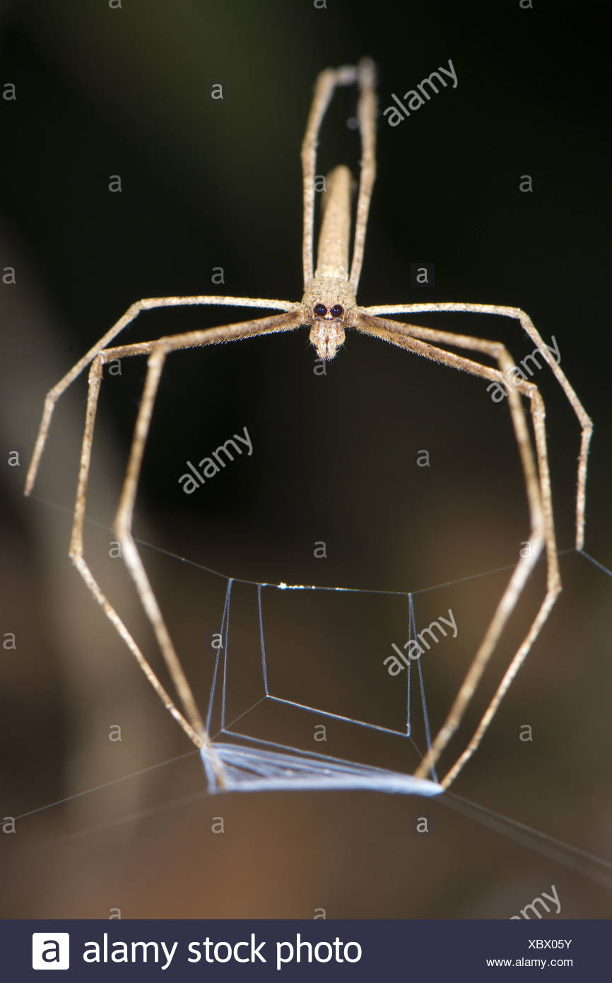 Deinopis Spider High Resolution Stock Photography and Images - Alamy