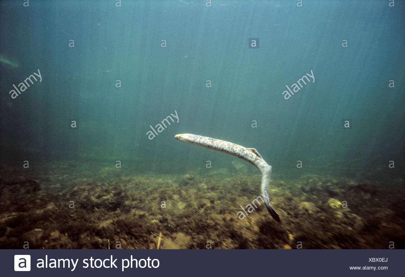 Petromyzon Marinus High Resolution Stock Photography and Images - Alamy