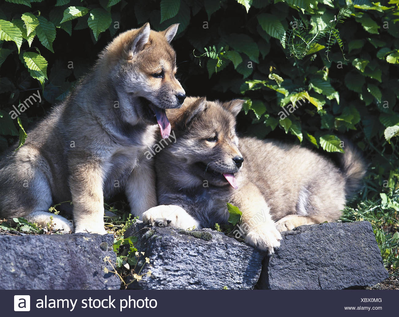 Canidae Family Stock Photos & Canidae Family Stock Images - Alamy