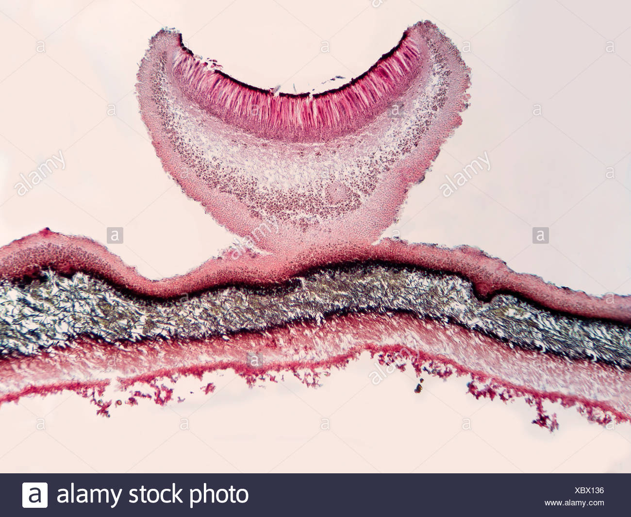 Lichen Cross Section High Resolution Stock Photography and Images - Alamy