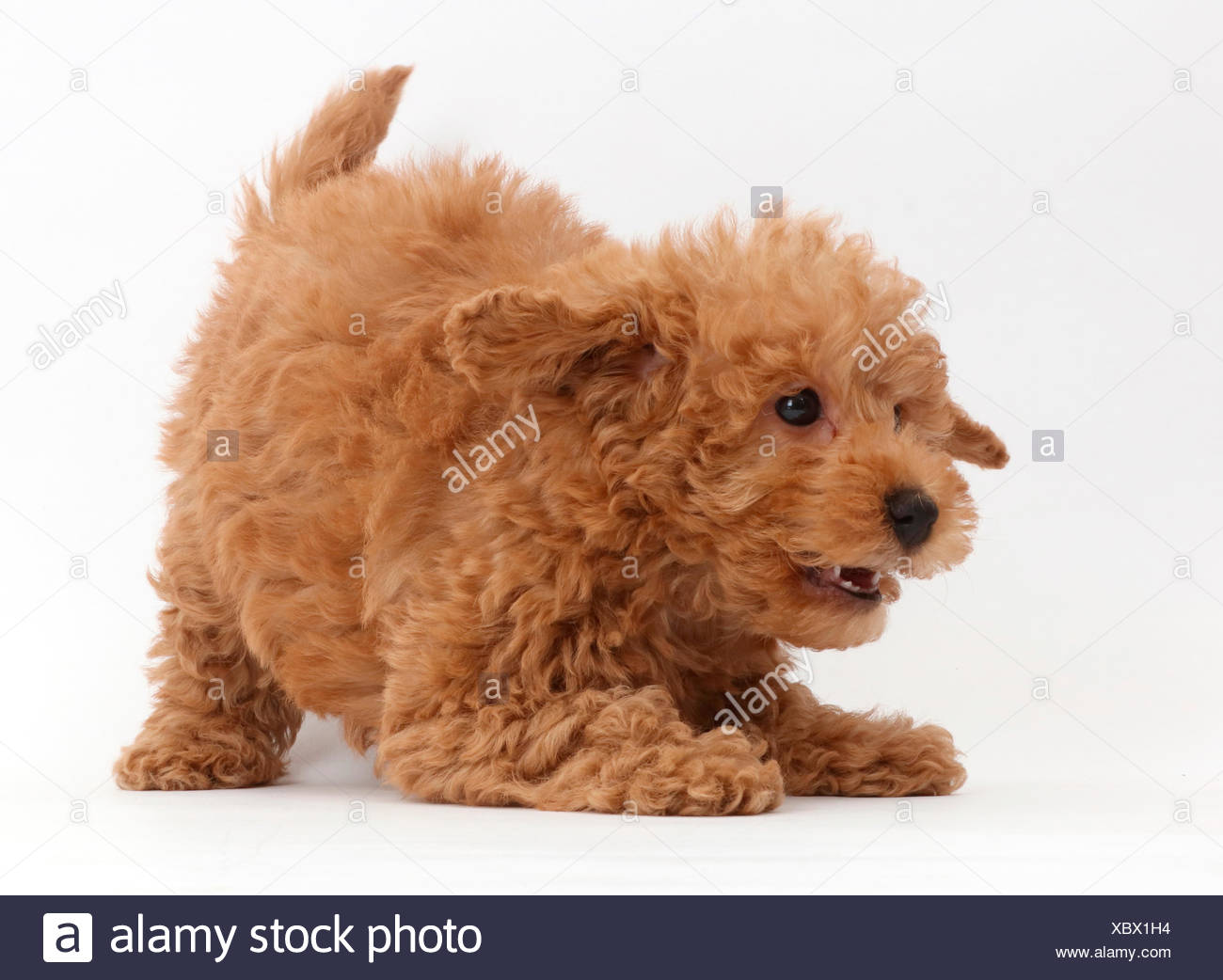 Dog Play Bow High Resolution Stock Photography and Images - Alamy