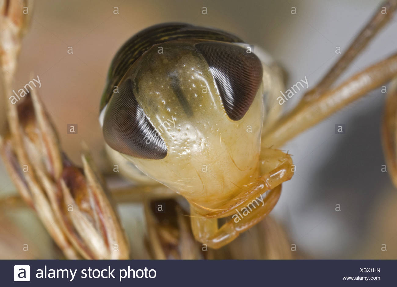 Water Boatmen Insect High Resolution Stock Photography and Images - Alamy