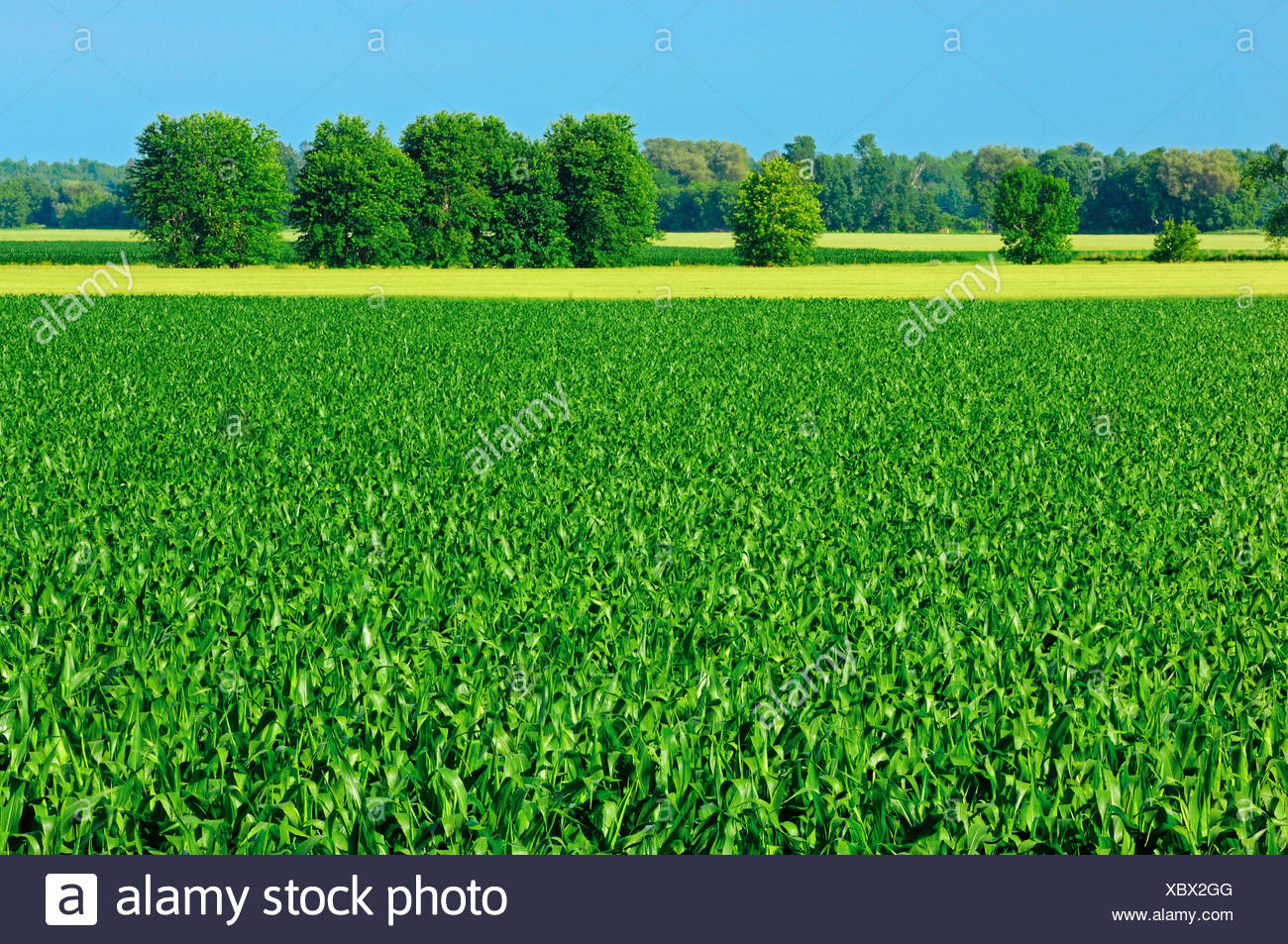Growing Corn Plants High Resolution Stock Photography and Images - Alamy