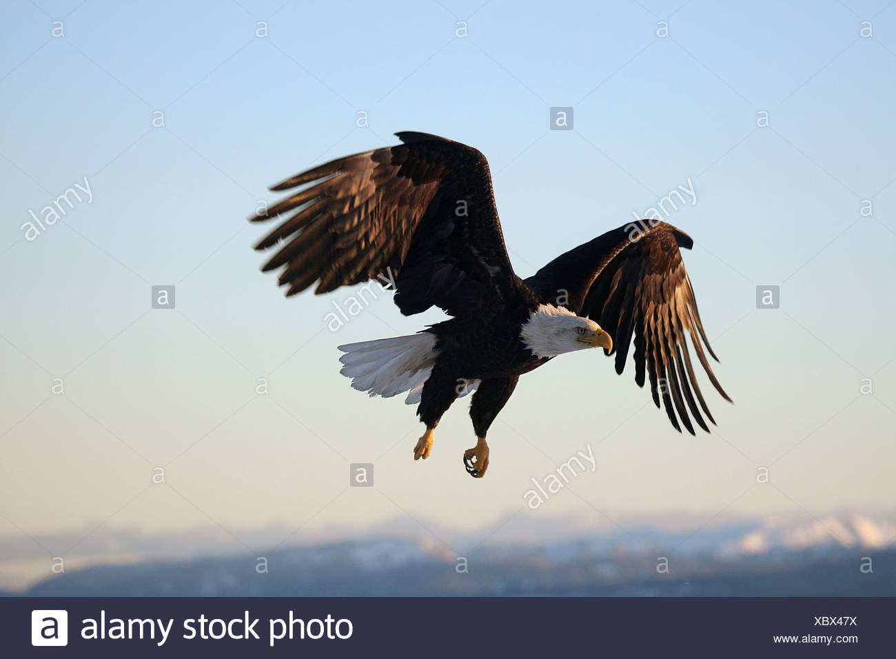 Bald Eagle Mountain High Resolution Stock Photography and Images - Alamy