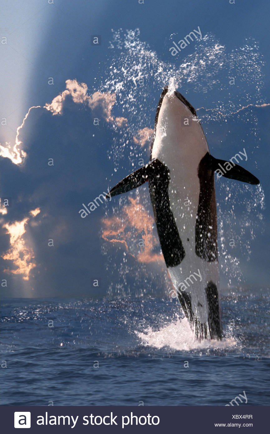 Orca Breaching High Resolution Stock Photography and Images - Alamy