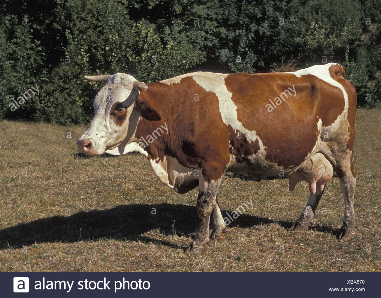 French Breed Of Cattle High Resolution Stock Photography and Images - Alamy