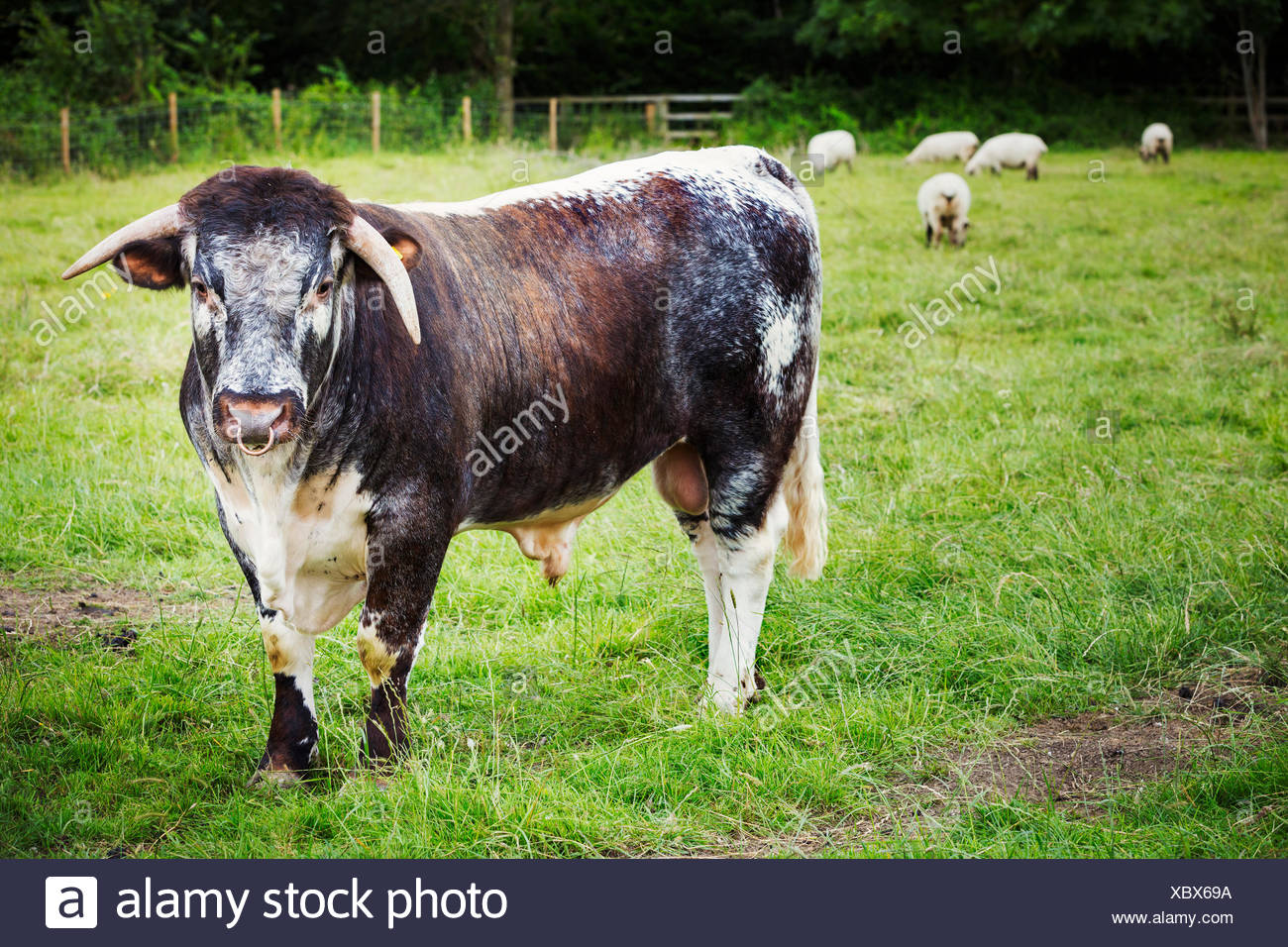 English Longhorn Cattle High Resolution Stock Photography and Images ...