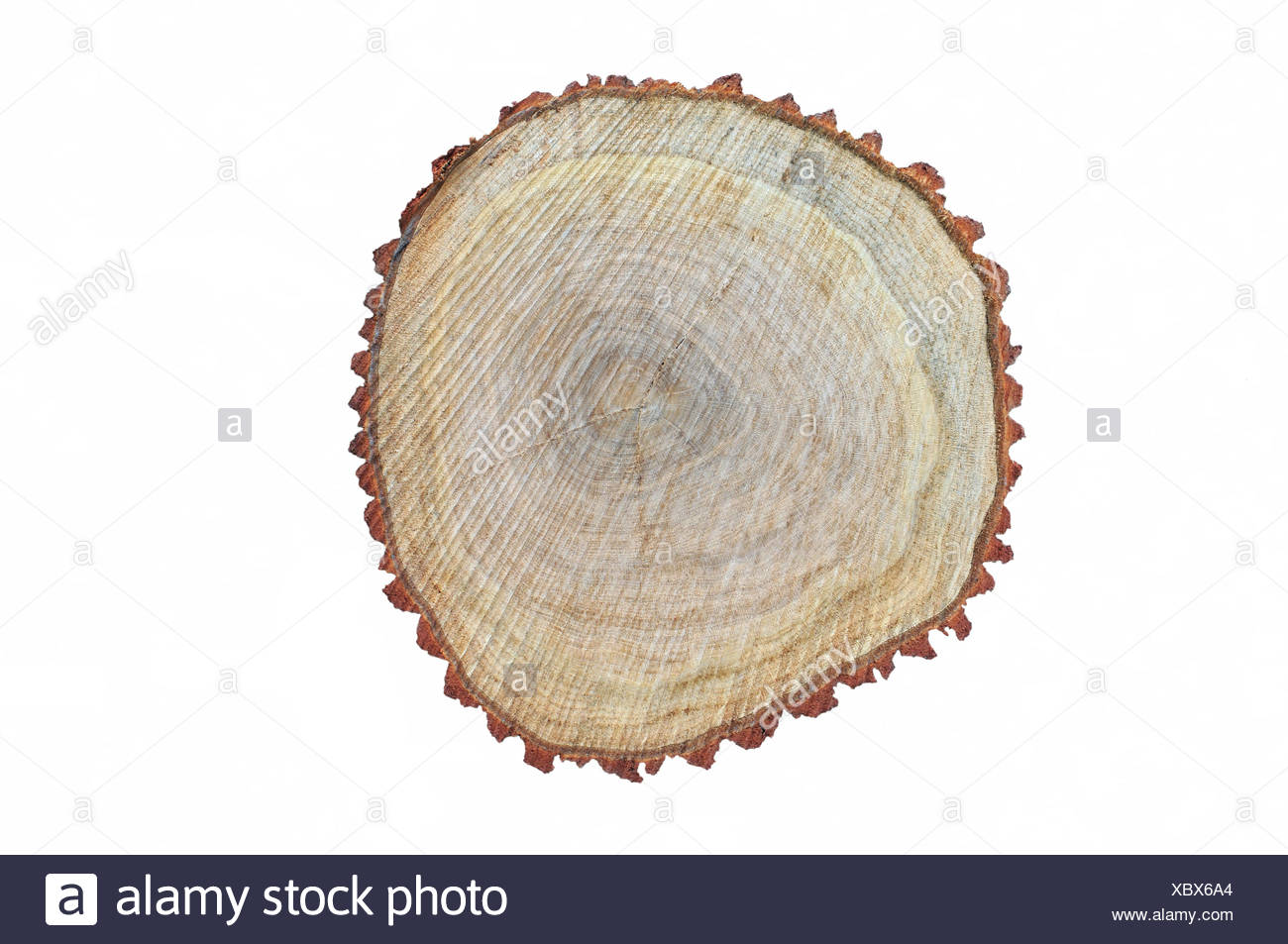 Oak Tree Cross Section Stock Photos & Oak Tree Cross Section Stock ...