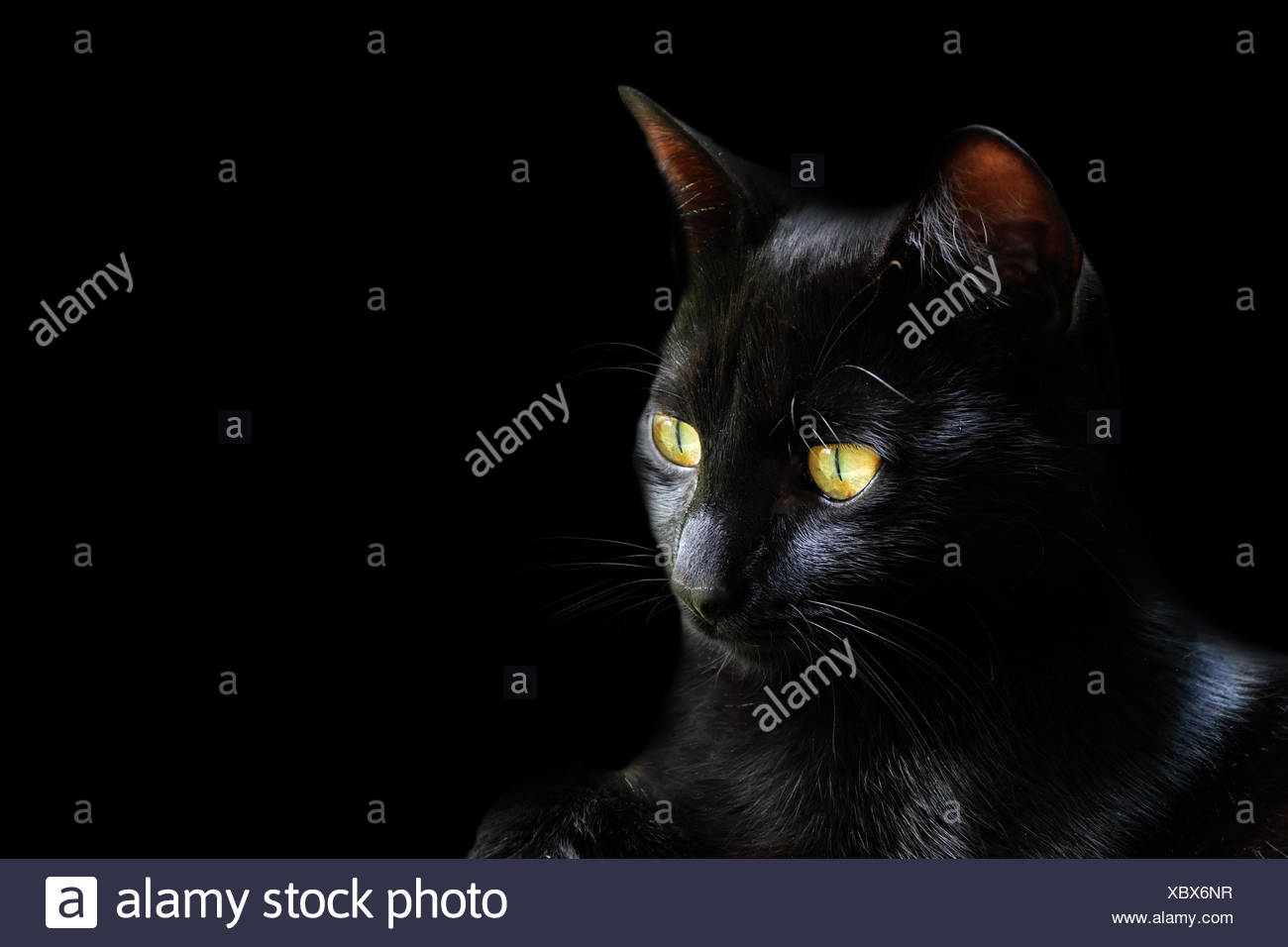 Evil Witch Cat High Resolution Stock Photography and Images - Alamy