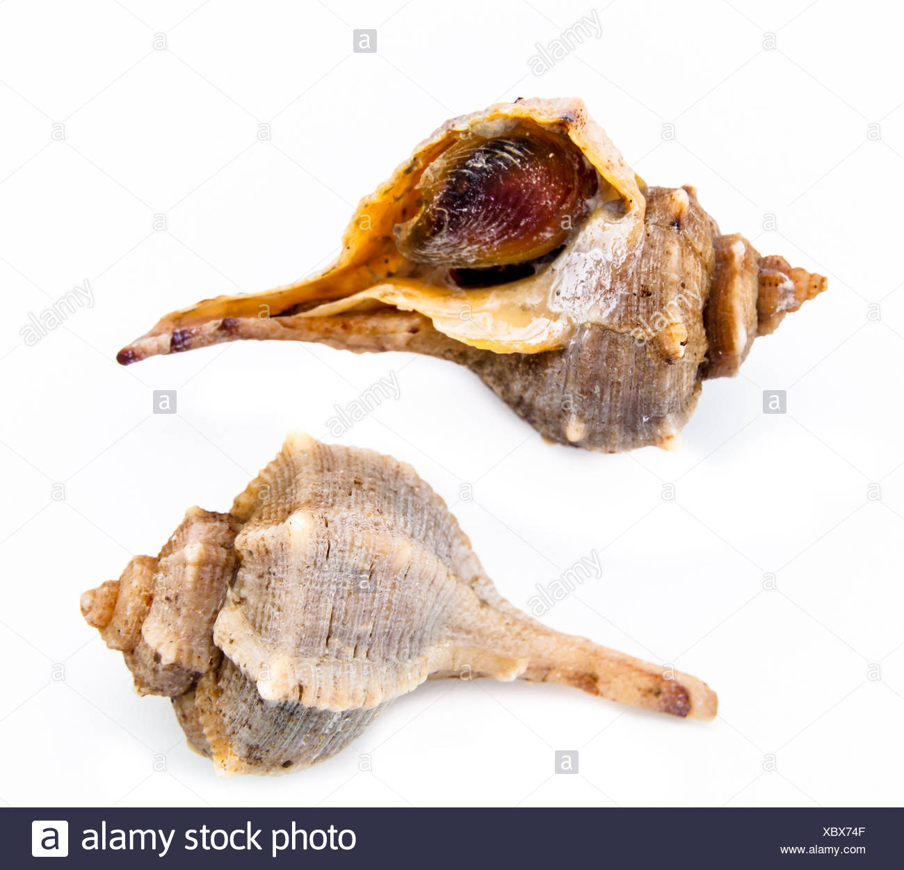 Murex Purple Dye High Resolution Stock Photography and Images - Alamy