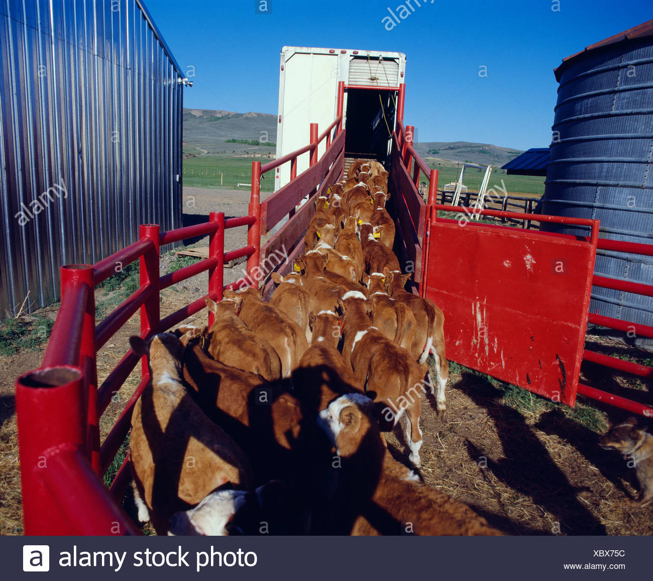 Cattle Loading Chute High Resolution Stock Photography and Images - Alamy