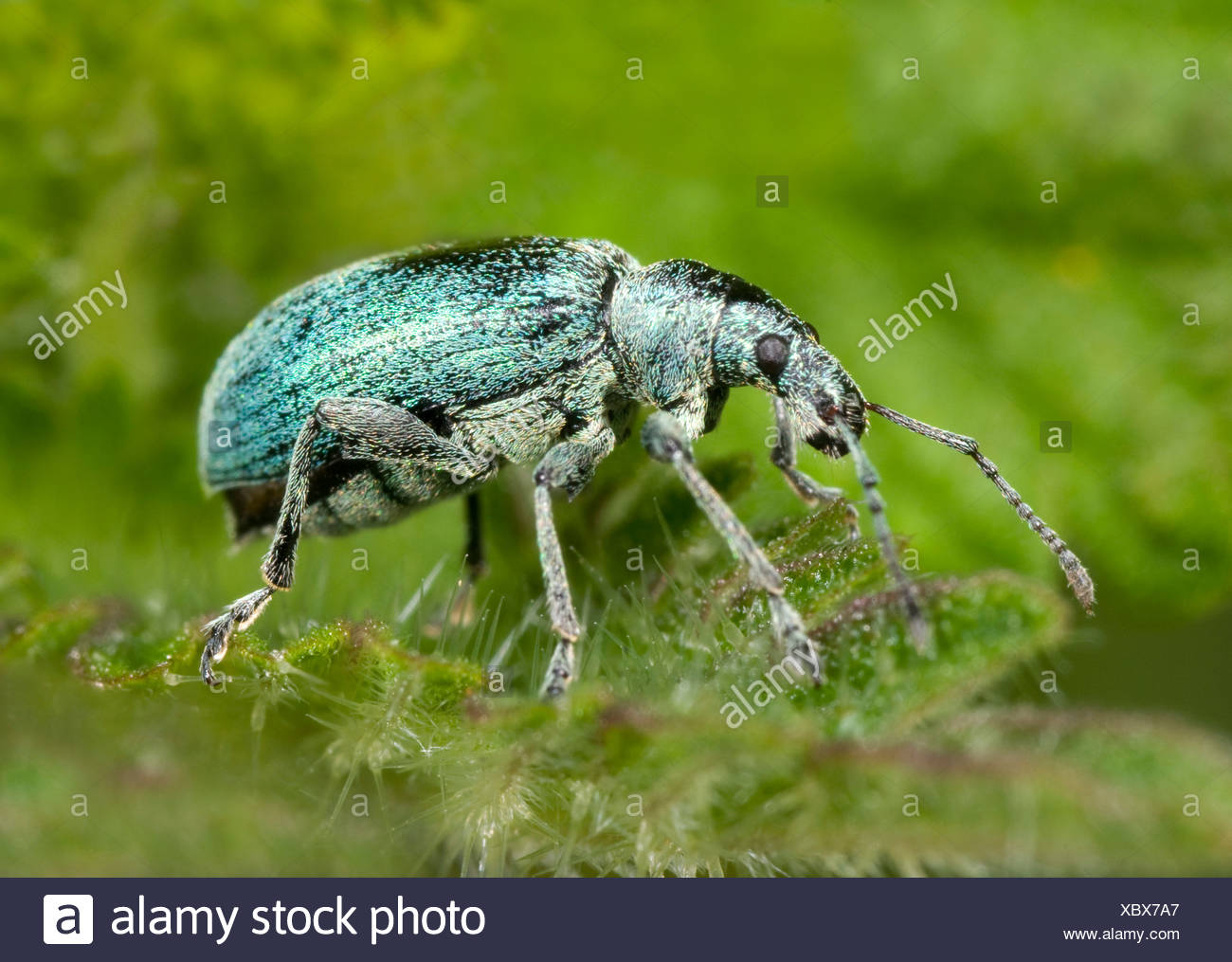 Weevil Scales High Resolution Stock Photography and Images - Alamy