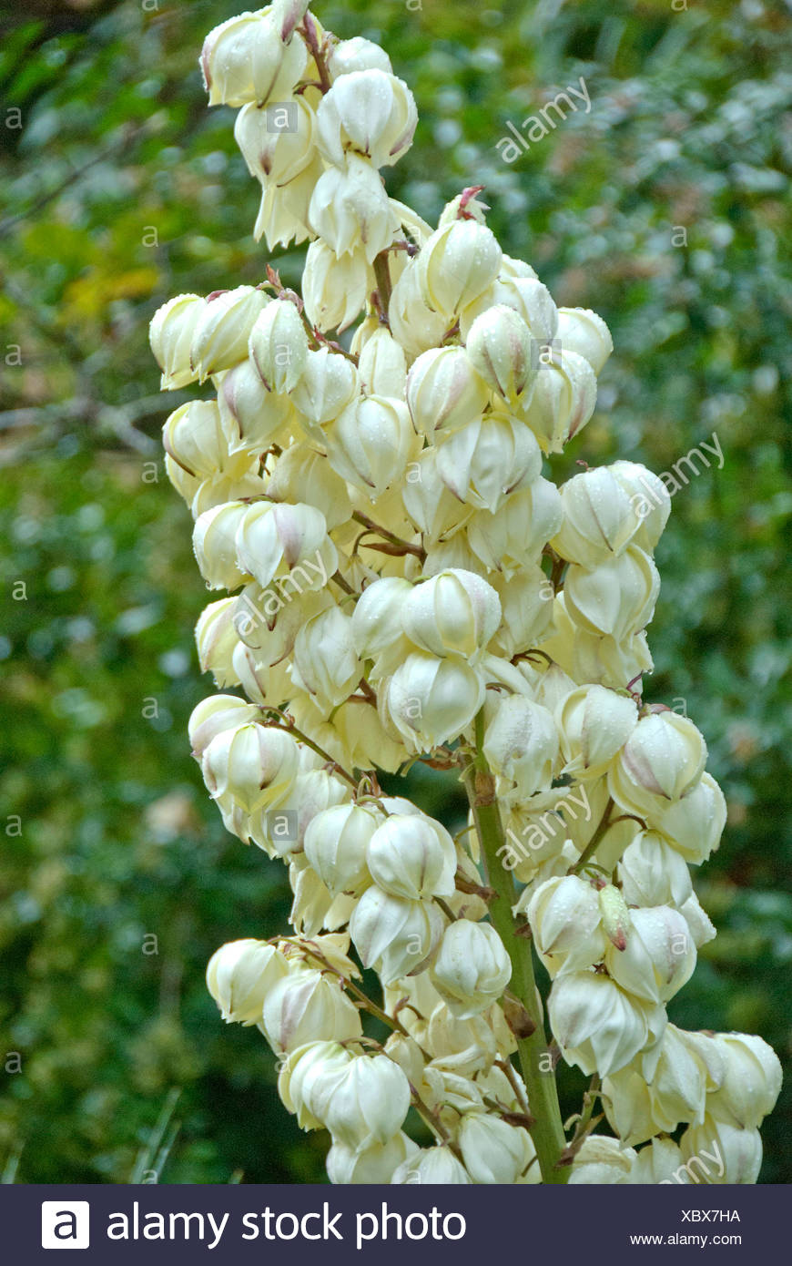 Spanish Dagger Plants High Resolution Stock Photography and Images - Alamy