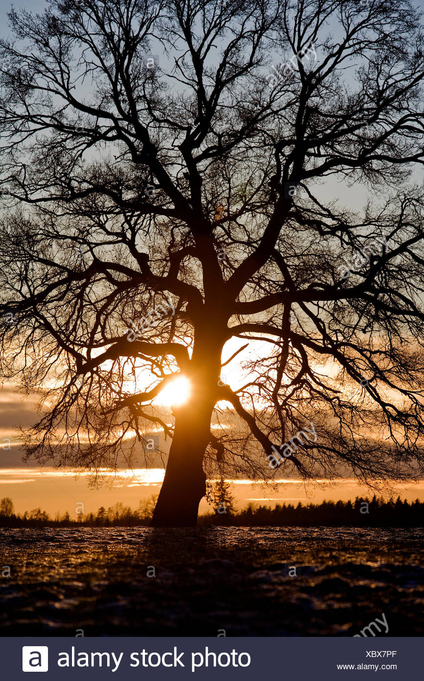 Tree Of Heaven High Resolution Stock Photography and Images - Alamy