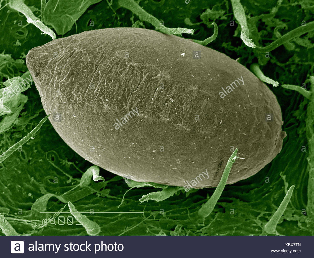 Psocid High Resolution Stock Photography and Images - Alamy