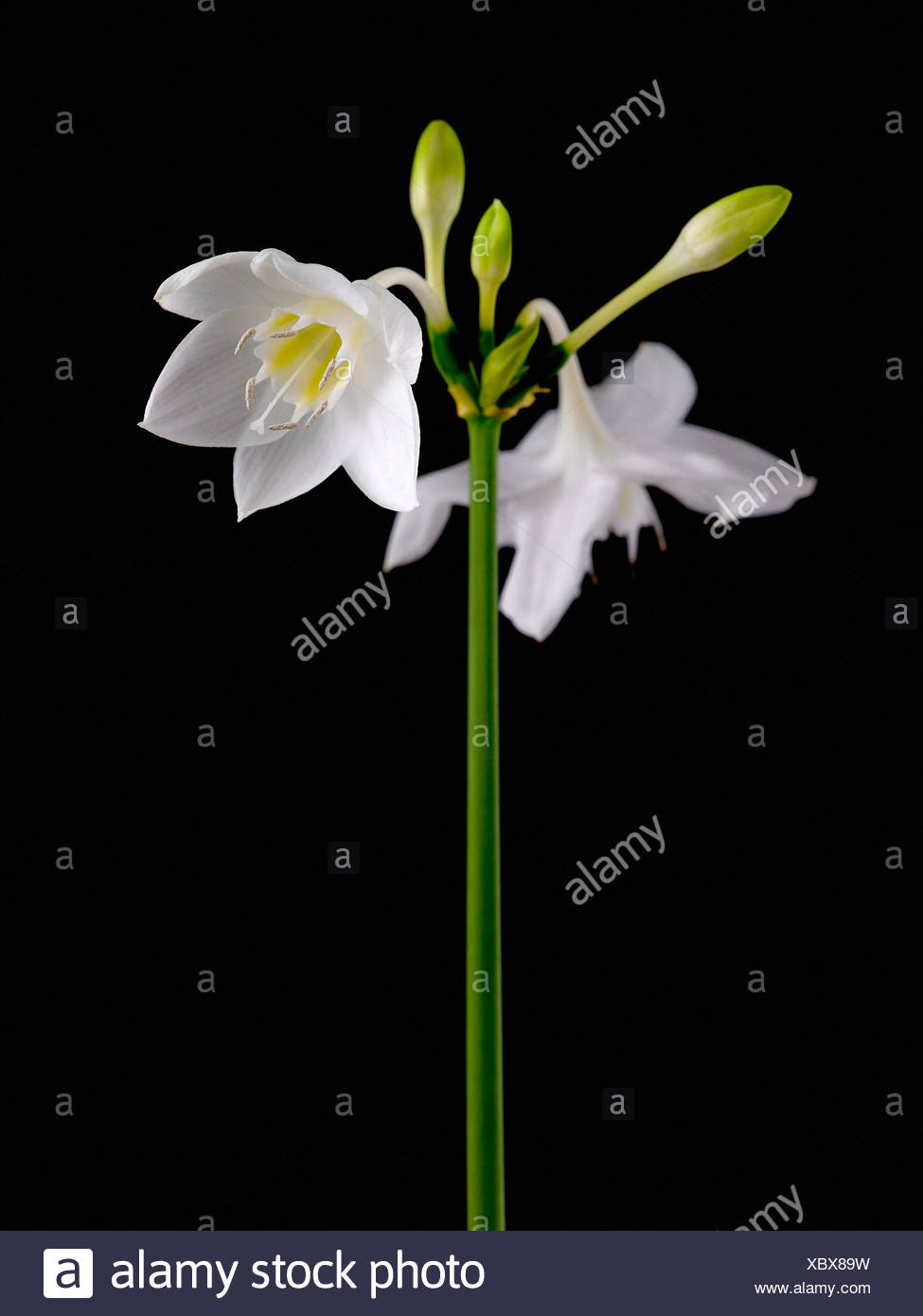 Pure White Lily High Resolution Stock Photography and Images - Alamy