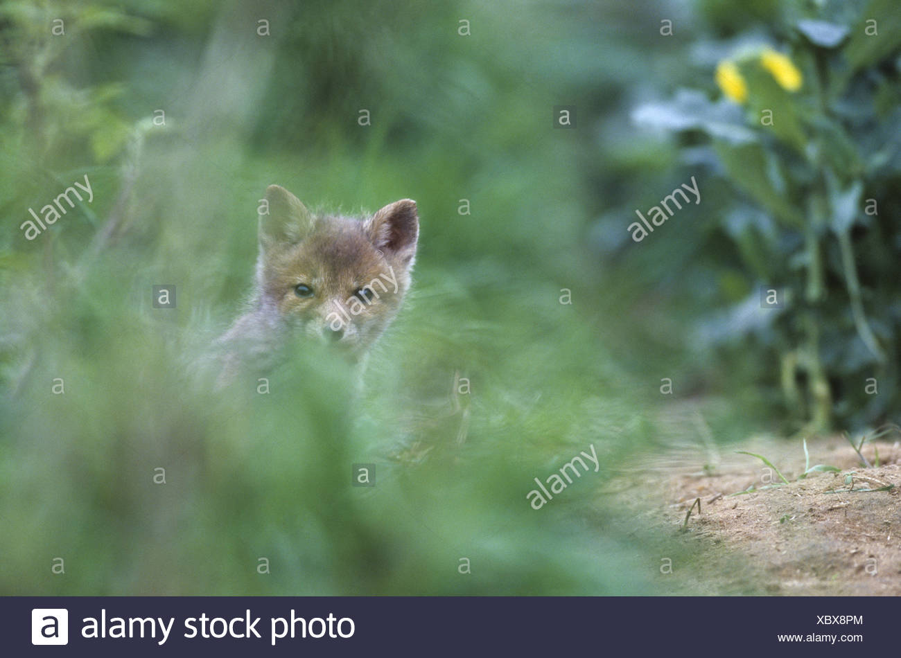 Fox´s Burrow Stock Photos & Fox´s Burrow Stock Images - Alamy