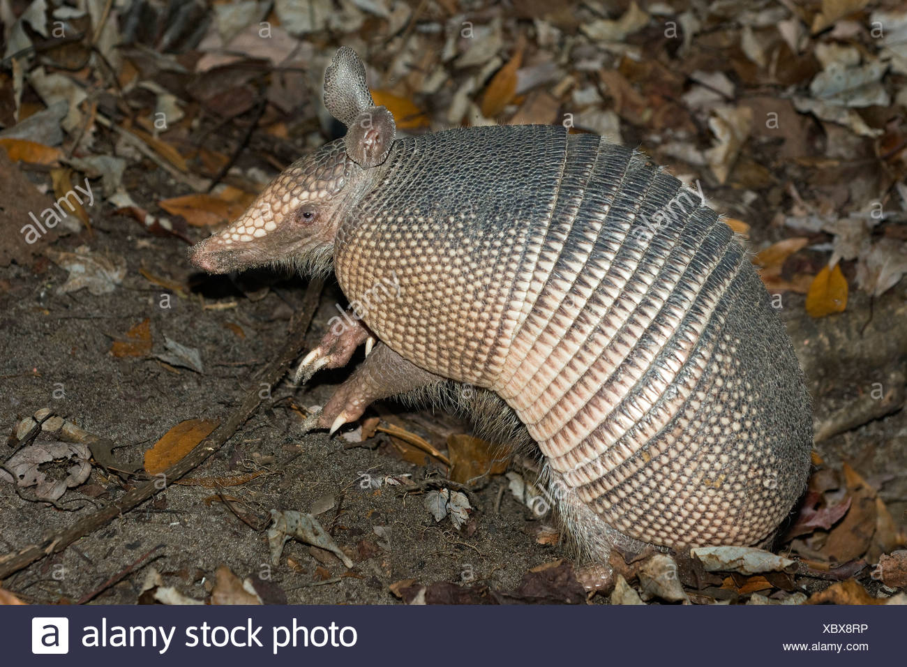 Armadillo Dasypus Novemcinctus High Resolution Stock Photography and ...