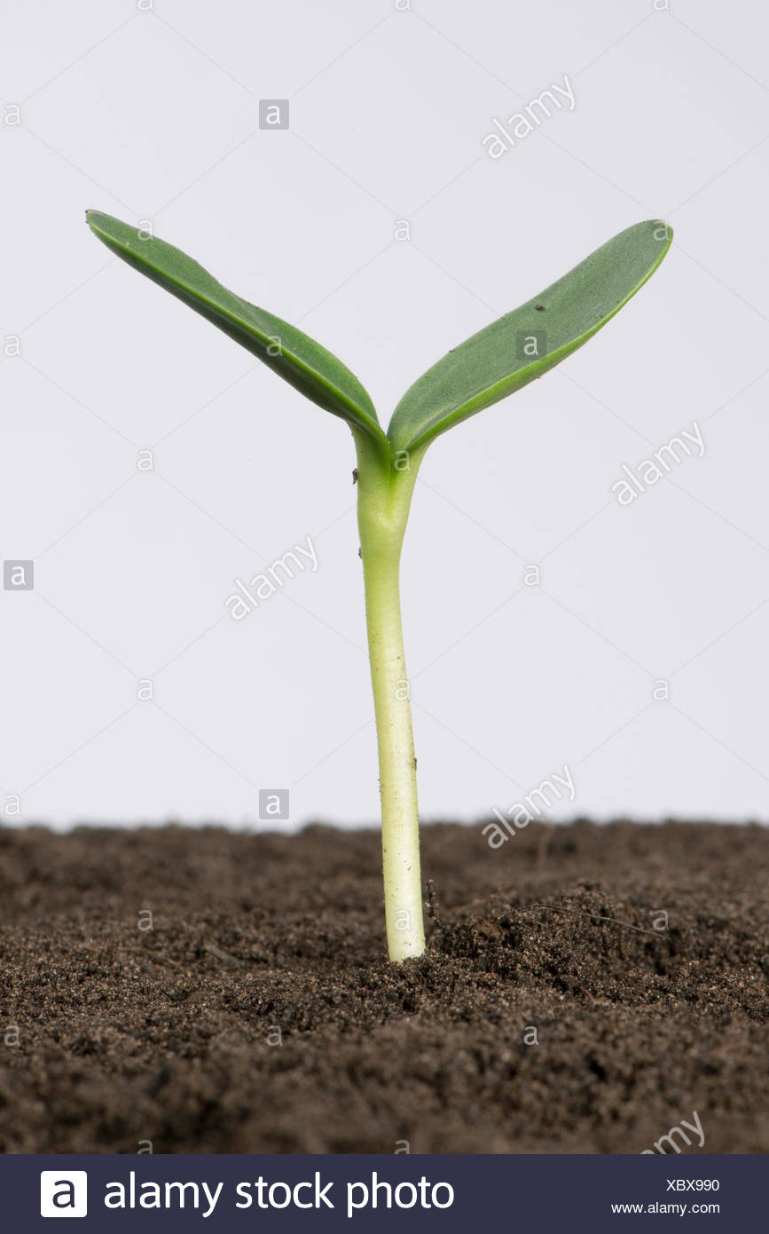 Seed Leaf Cotyledon High Resolution Stock Photography and Images - Alamy