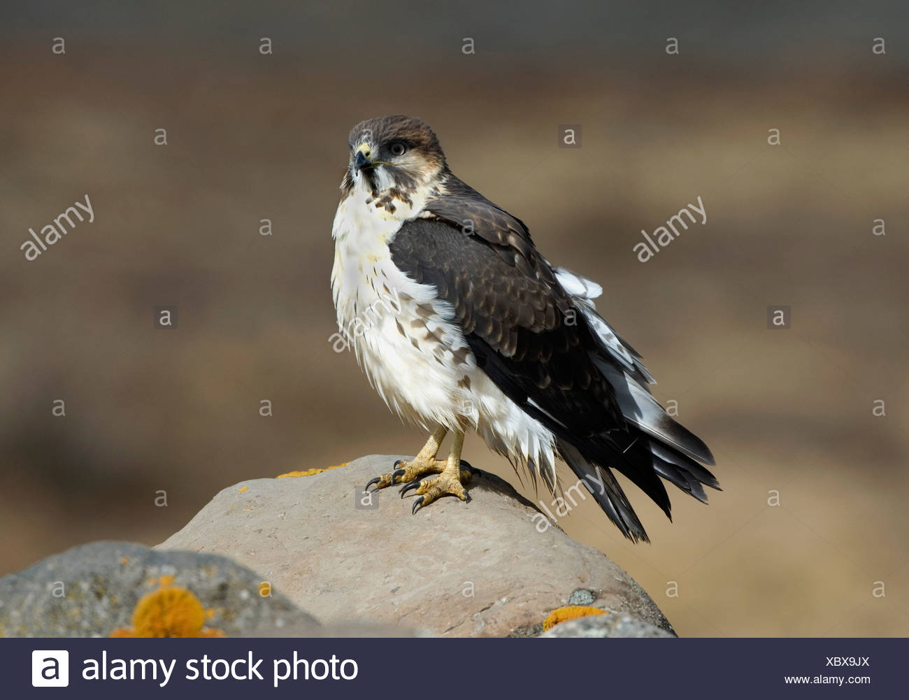 Juvenile Buzzard High Resolution Stock Photography and Images - Alamy