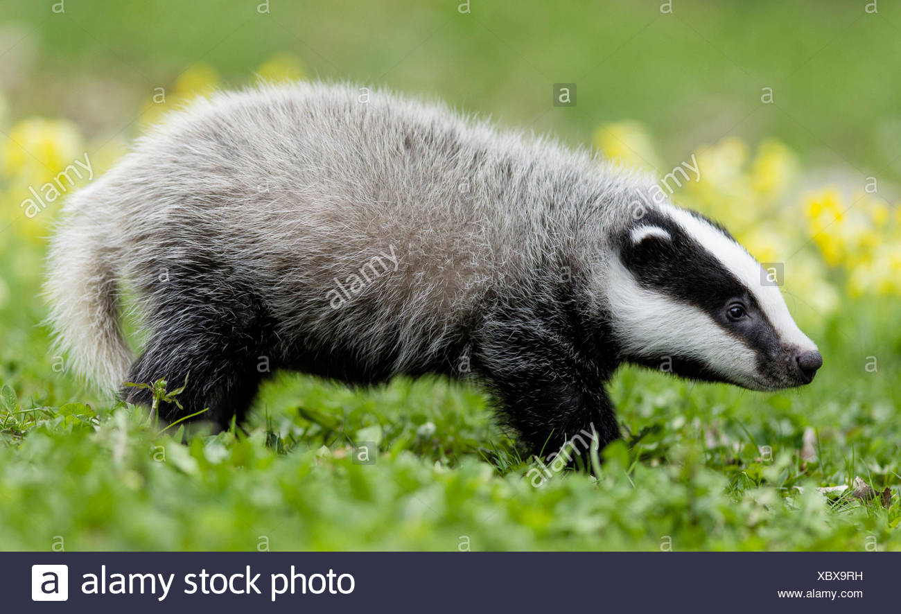 Badger Meles Meles High Resolution Stock Photography and Images - Alamy