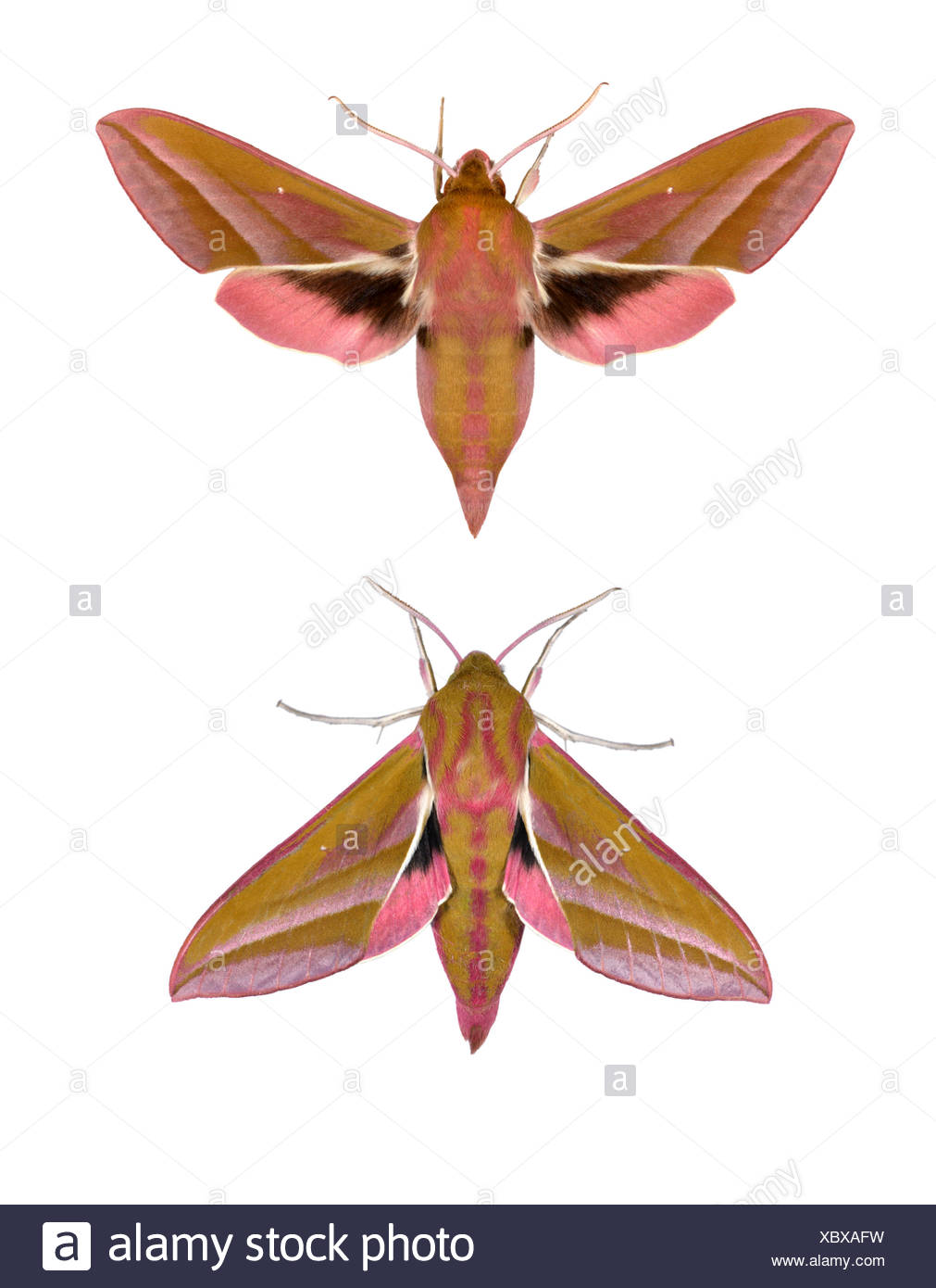 Elephant Hawk Moth White Background High Resolution Stock Photography ...