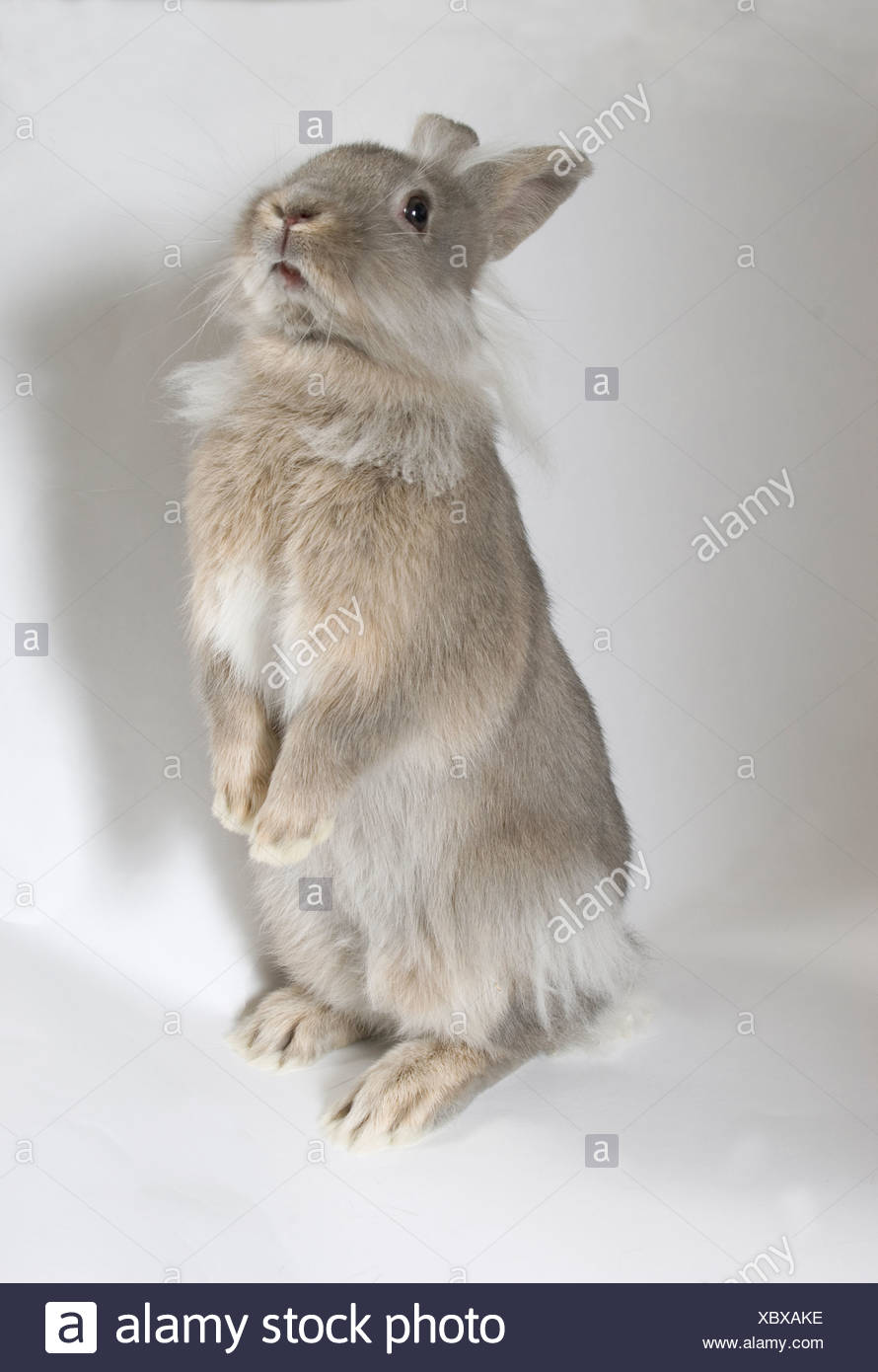 Lionhead Cross Rabbit High Resolution Stock Photography and Images - Alamy