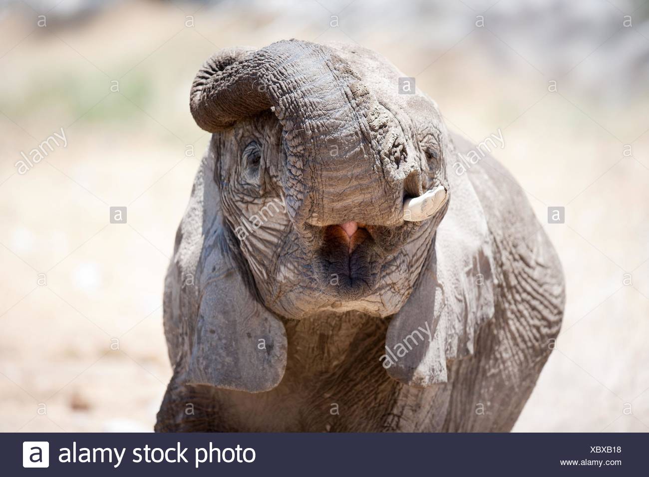 Elephant Trumpeting High Resolution Stock Photography and Images - Alamy
