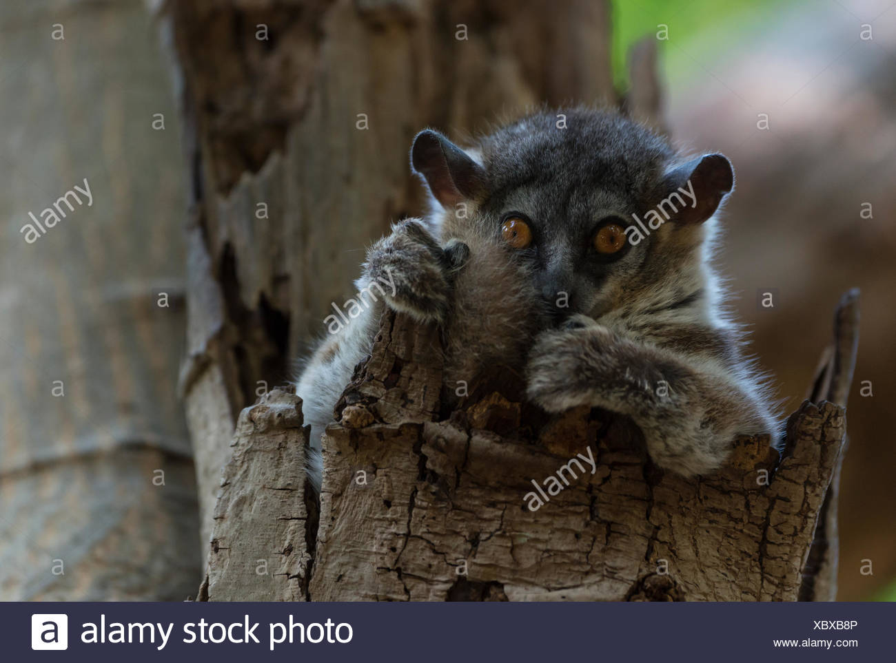 White Footed Sportive Lemur High Resolution Stock Photography and ...