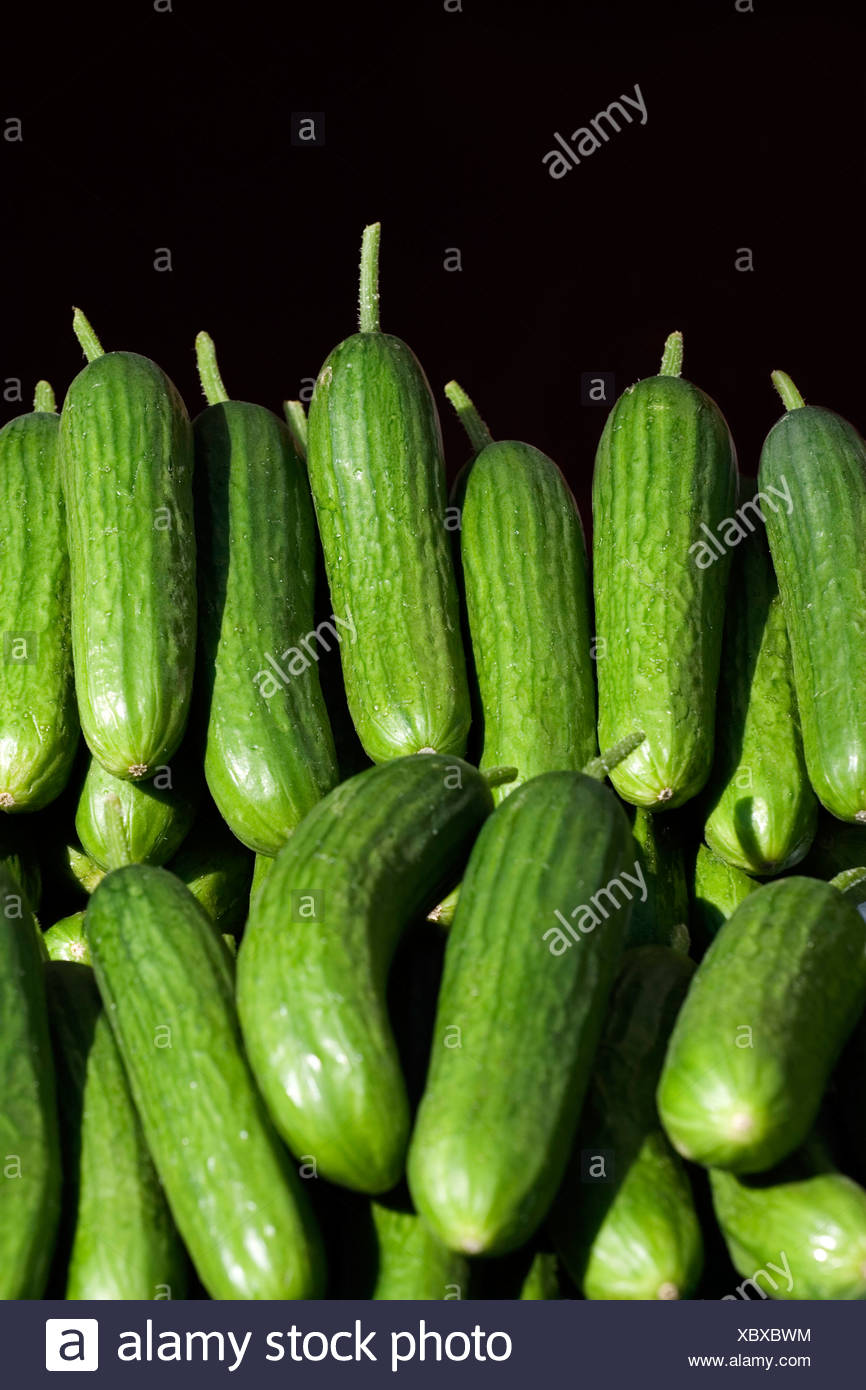 Sativus Stock Photos & Sativus Stock Images - Alamy