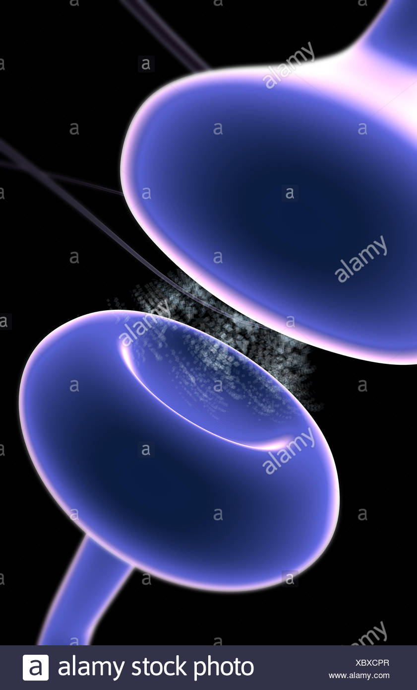 Synaptic Cleft Stock Photos & Synaptic Cleft Stock Images - Alamy