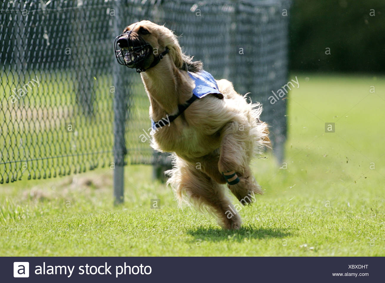 Afghan Hound Racing High Resolution Stock Photography and Images - Alamy