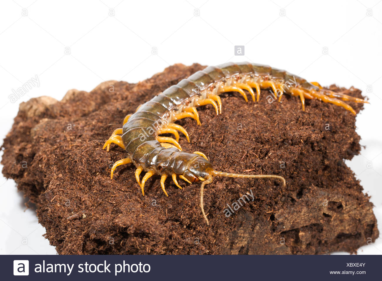 Giant Centipede Stock Photos & Giant Centipede Stock Images - Alamy