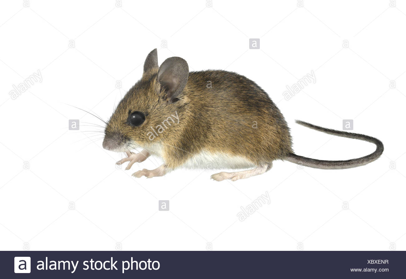 Wood Mouse High Resolution Stock Photography and Images - Alamy
