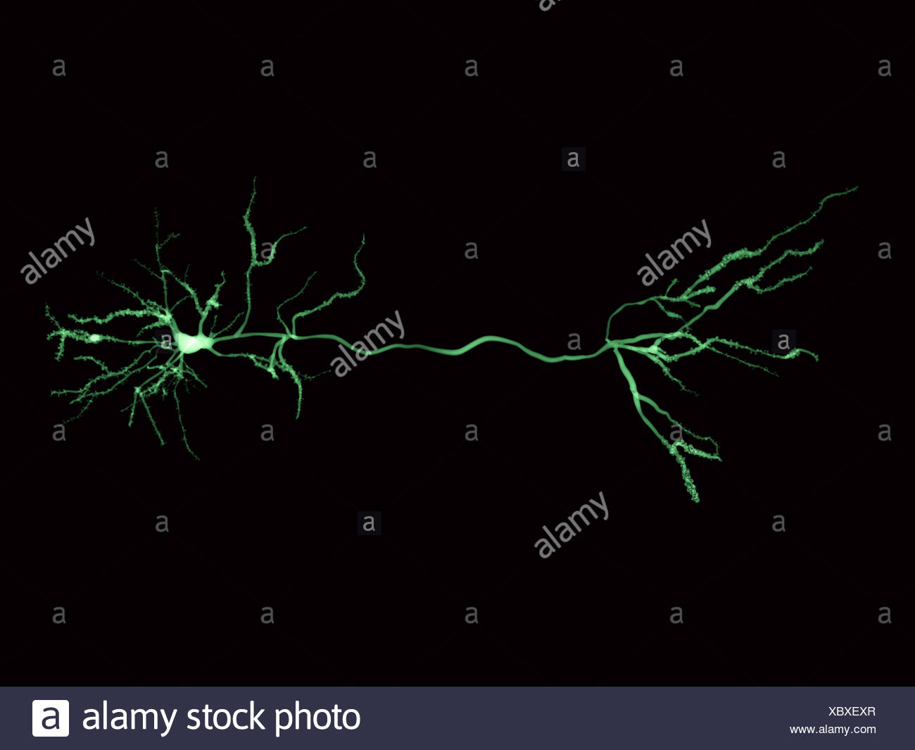 Synapse Computer Illustration Of Synapse Stock Photos & Synapse ...