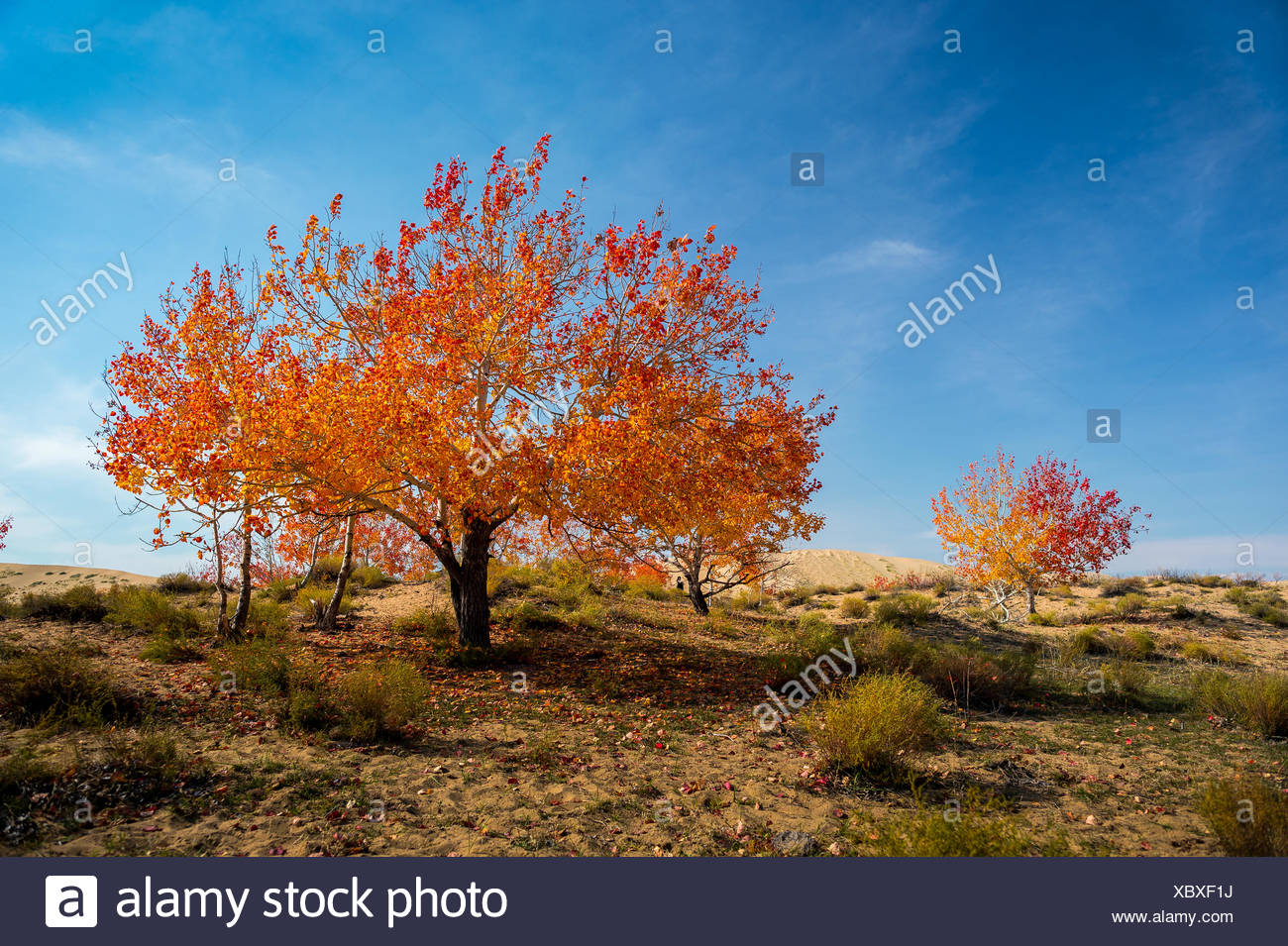 Xinjiang High Resolution Stock Photography and Images - Alamy