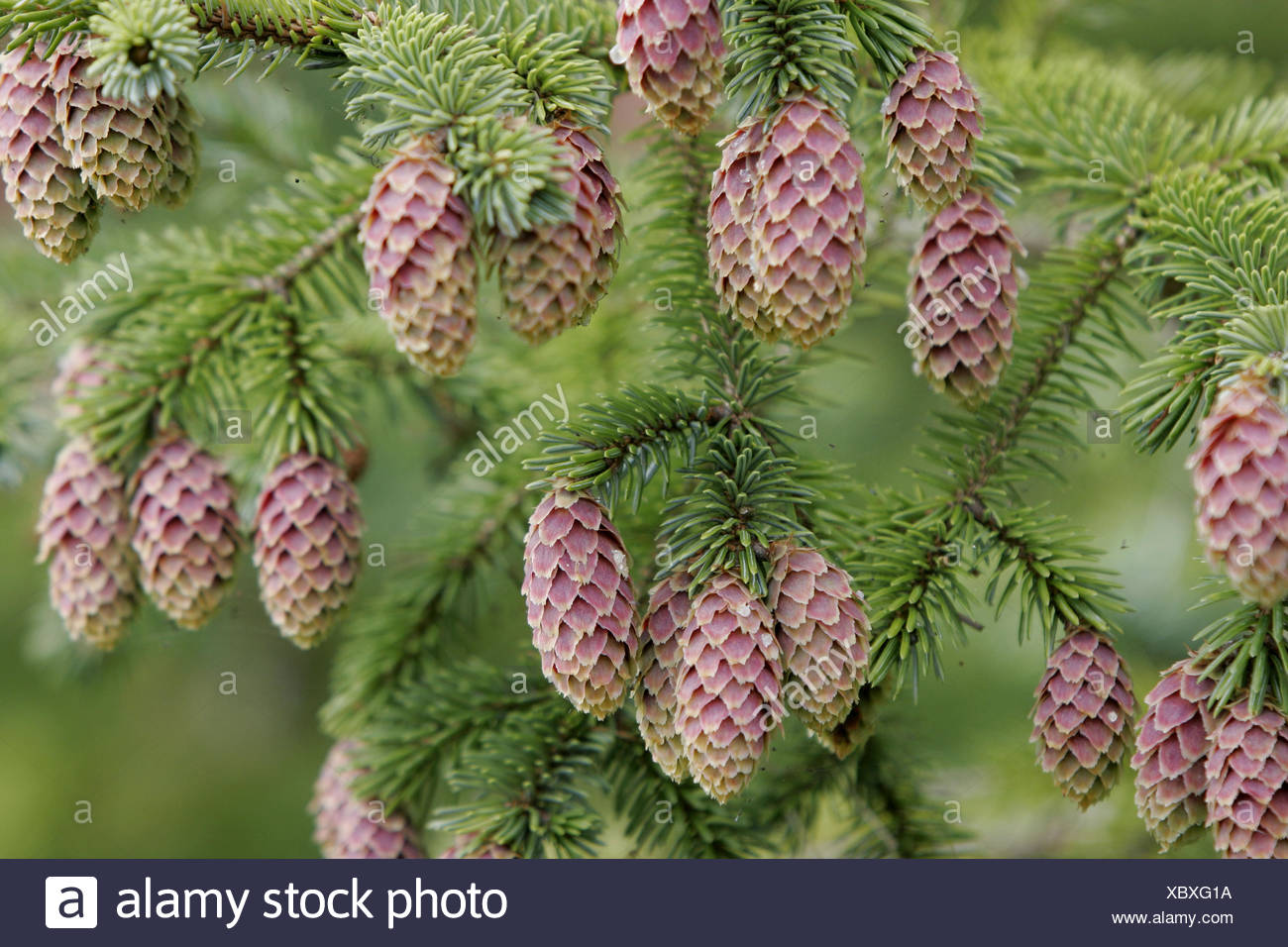 Sitka Spruce Cones High Resolution Stock Photography and Images - Alamy