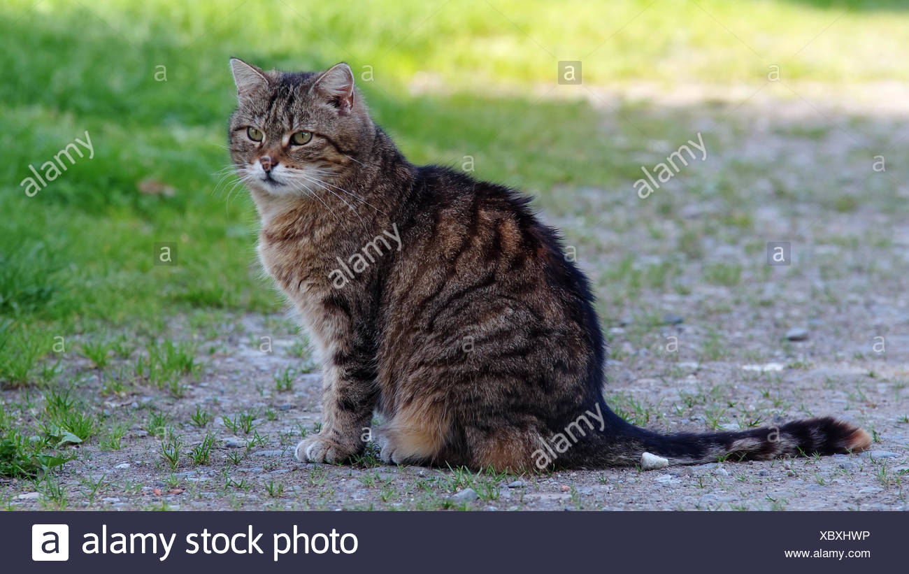 Farm Cat High Resolution Stock Photography and Images - Alamy