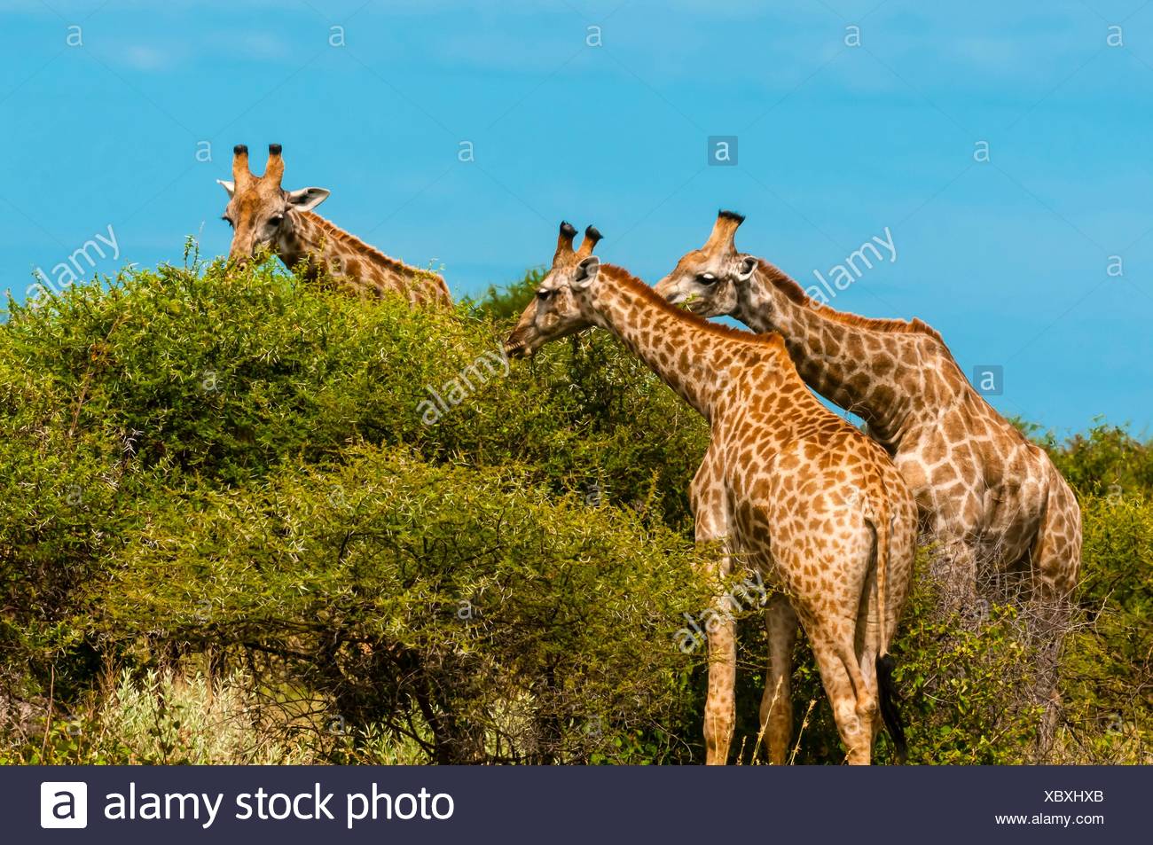 Giraffe Eating Plant High Resolution Stock Photography and Images - Alamy