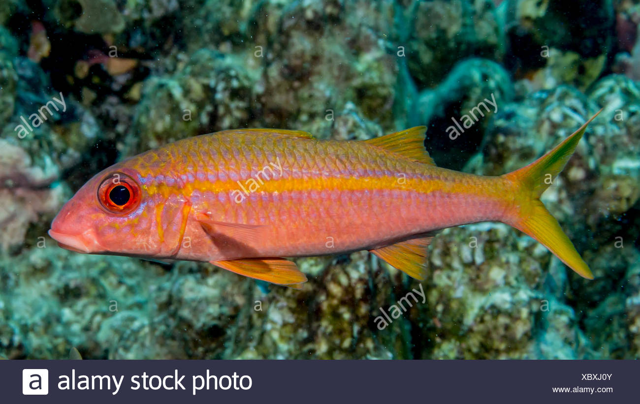 Goatfish Hawaii Stock Photos & Goatfish Hawaii Stock Images - Alamy