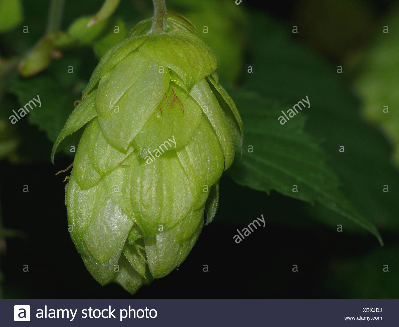 Humulus Lupulus Aureus High Resolution Stock Photography and Images - Alamy