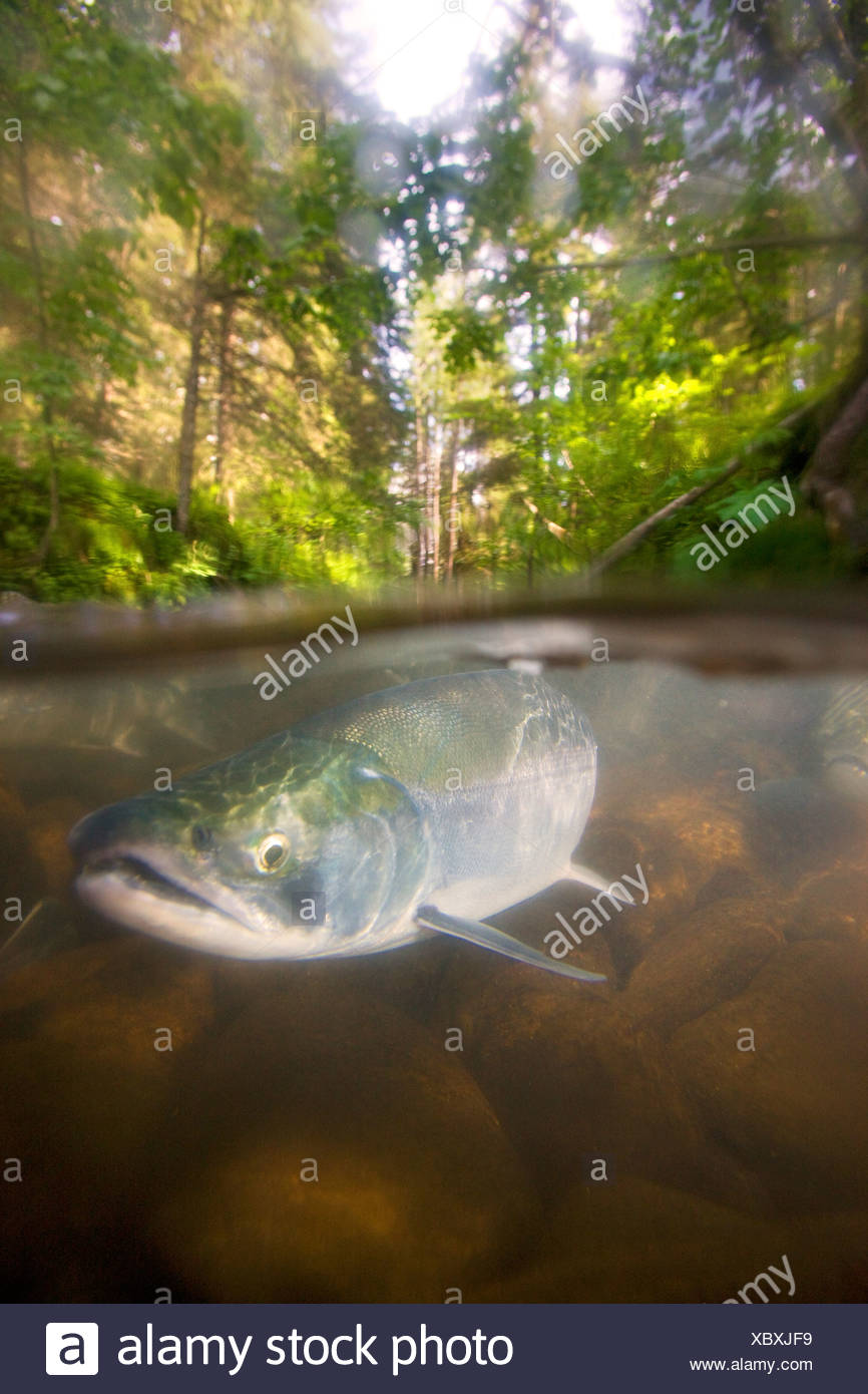 Temperate Rain Forest Animals Stock Photos & Temperate Rain Forest ...