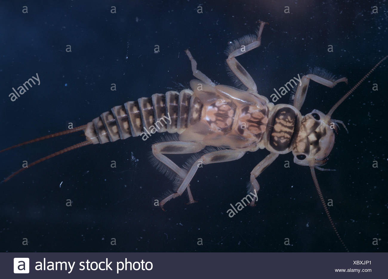 Stonefly Perlodes Microcephala High Resolution Stock Photography and ...