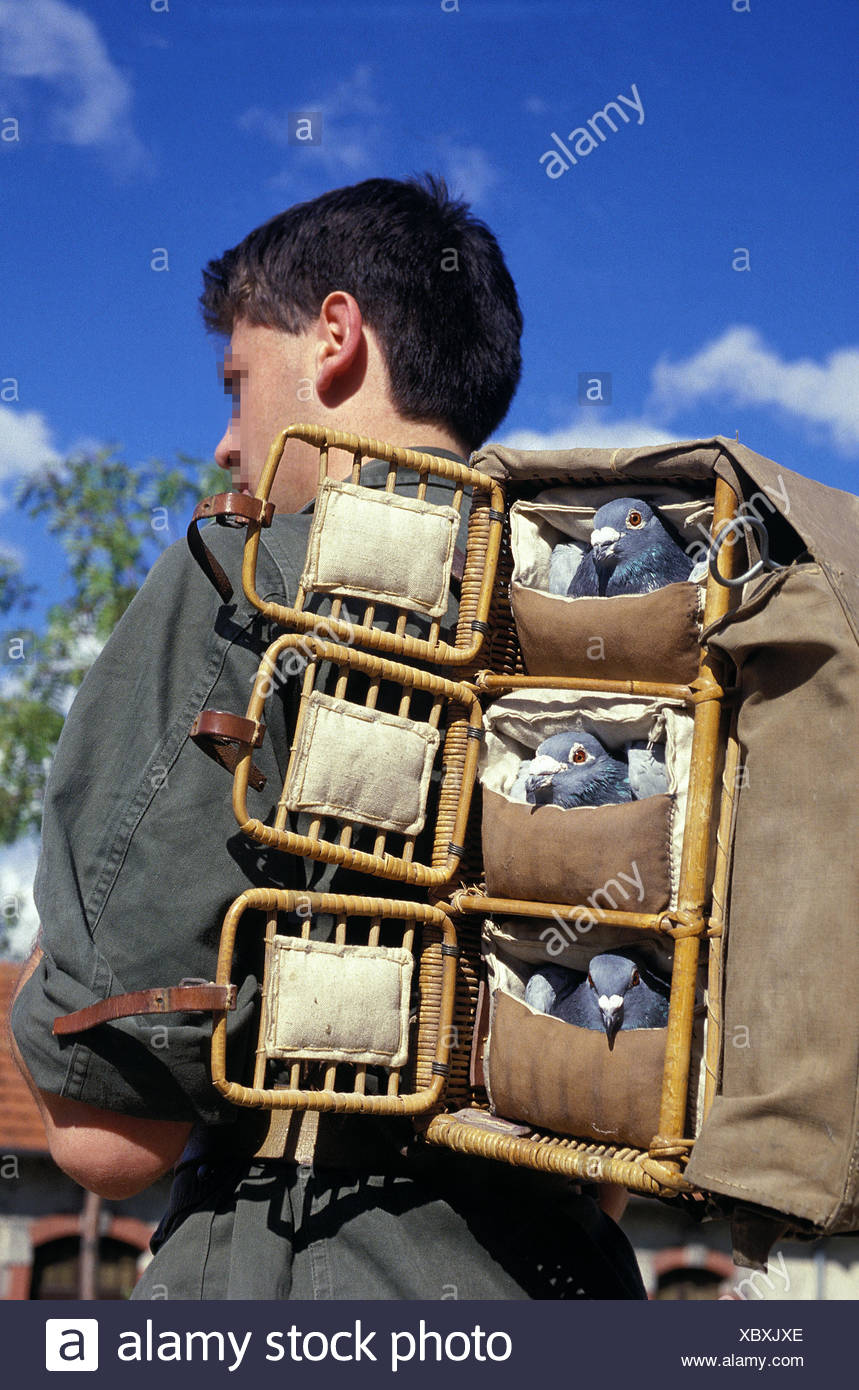 Pigeons Carrier High Resolution Stock Photography and Images - Alamy